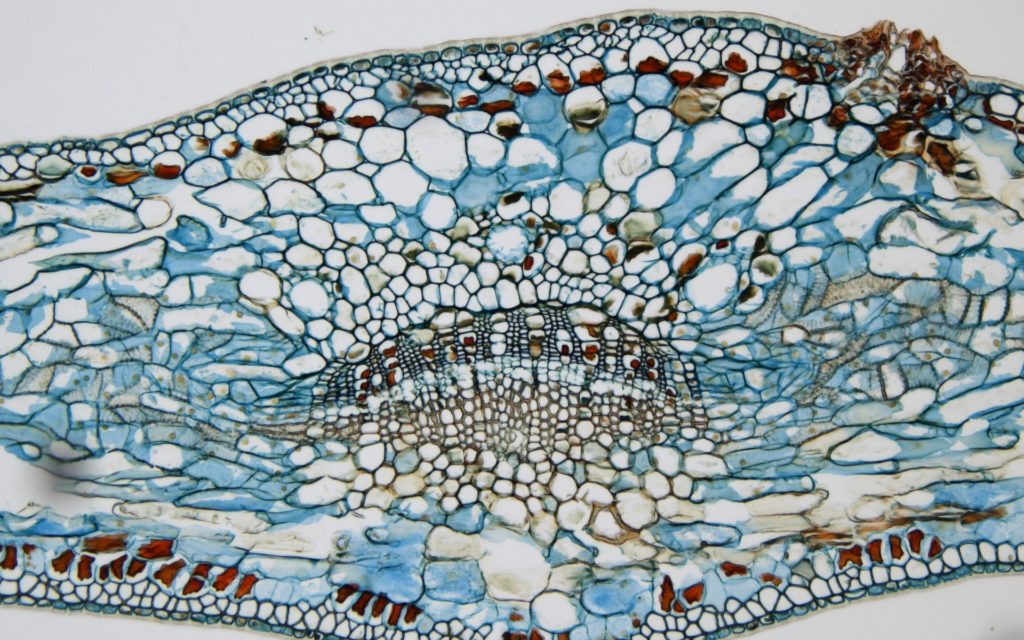 PROMICAM 3-2CP microscope camera with Sony Pregius sensor